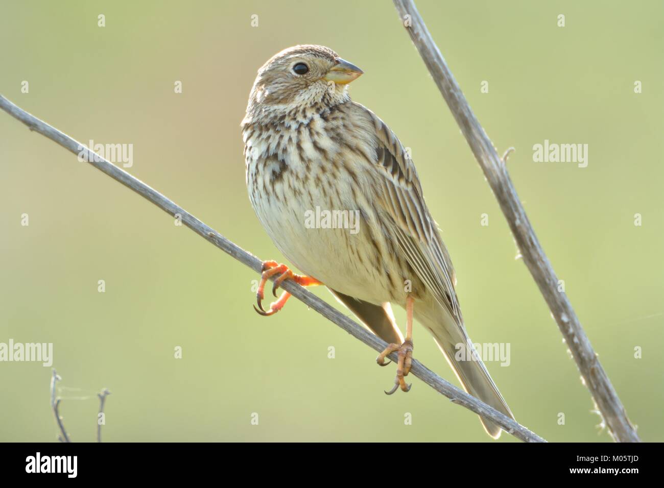 Corn bunting (Emberiza calandra) against green background Stock Photo ...
