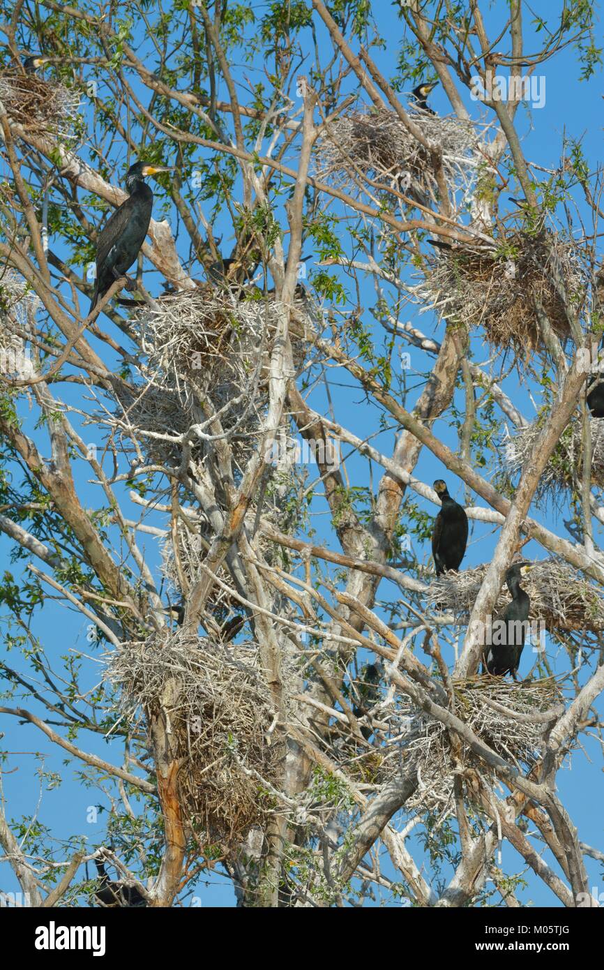 Great cormorant (Phalacrocorax carbo) colony Stock Photo - Alamy