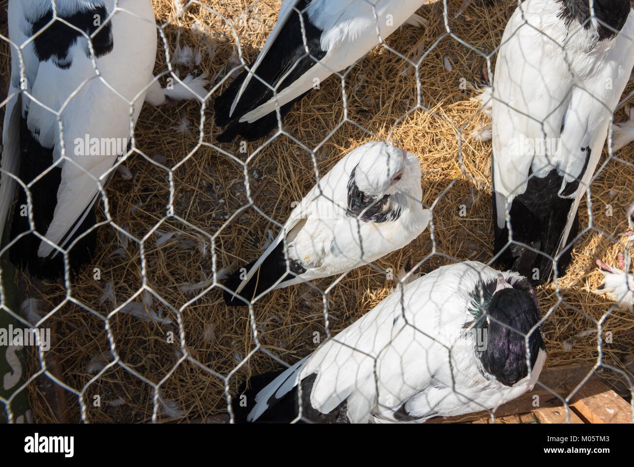 Live pigeons kept in cages and exhibited for sale at Pigeon Bazaar in ...