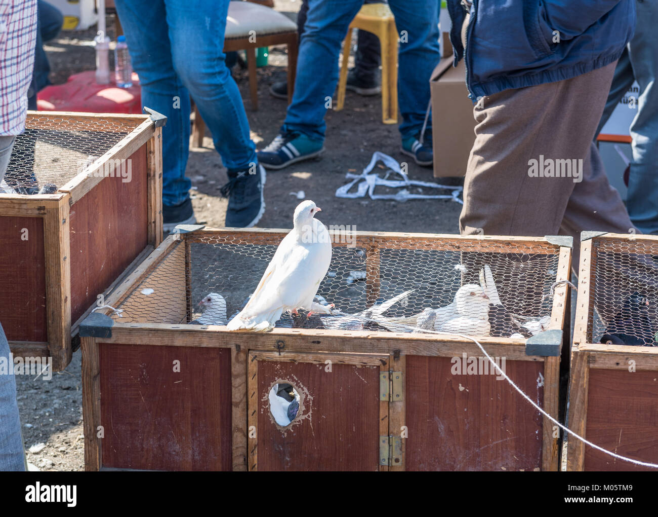 Live pigeons kept in cages and exhibited for sale at Pigeon Bazaar in ...