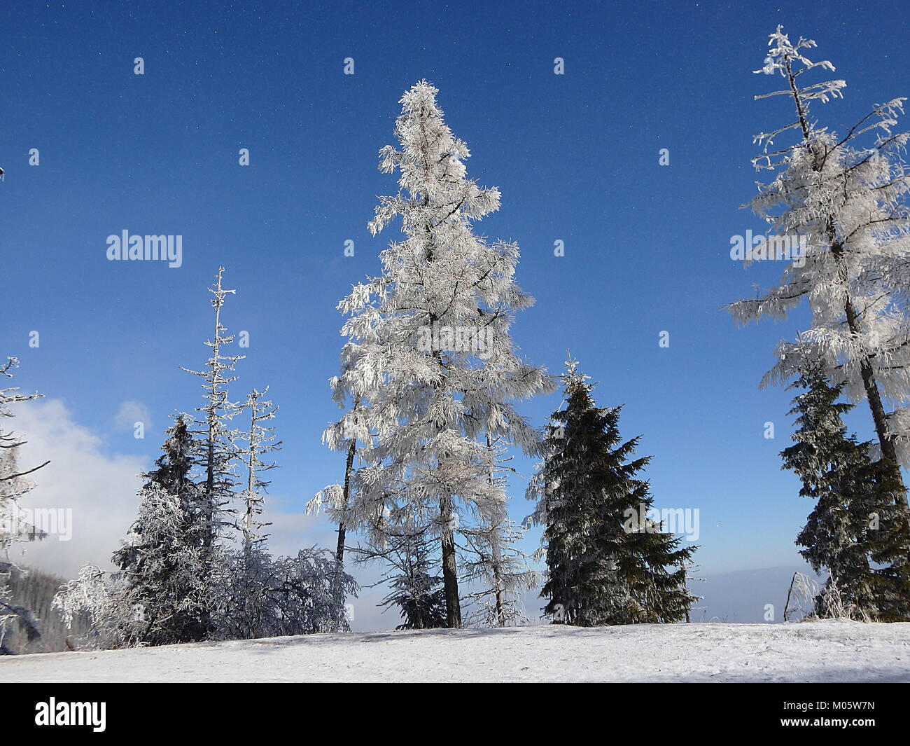 Larch tree - winter nature, (Larix decidua), High Tatras - Slovakia ...