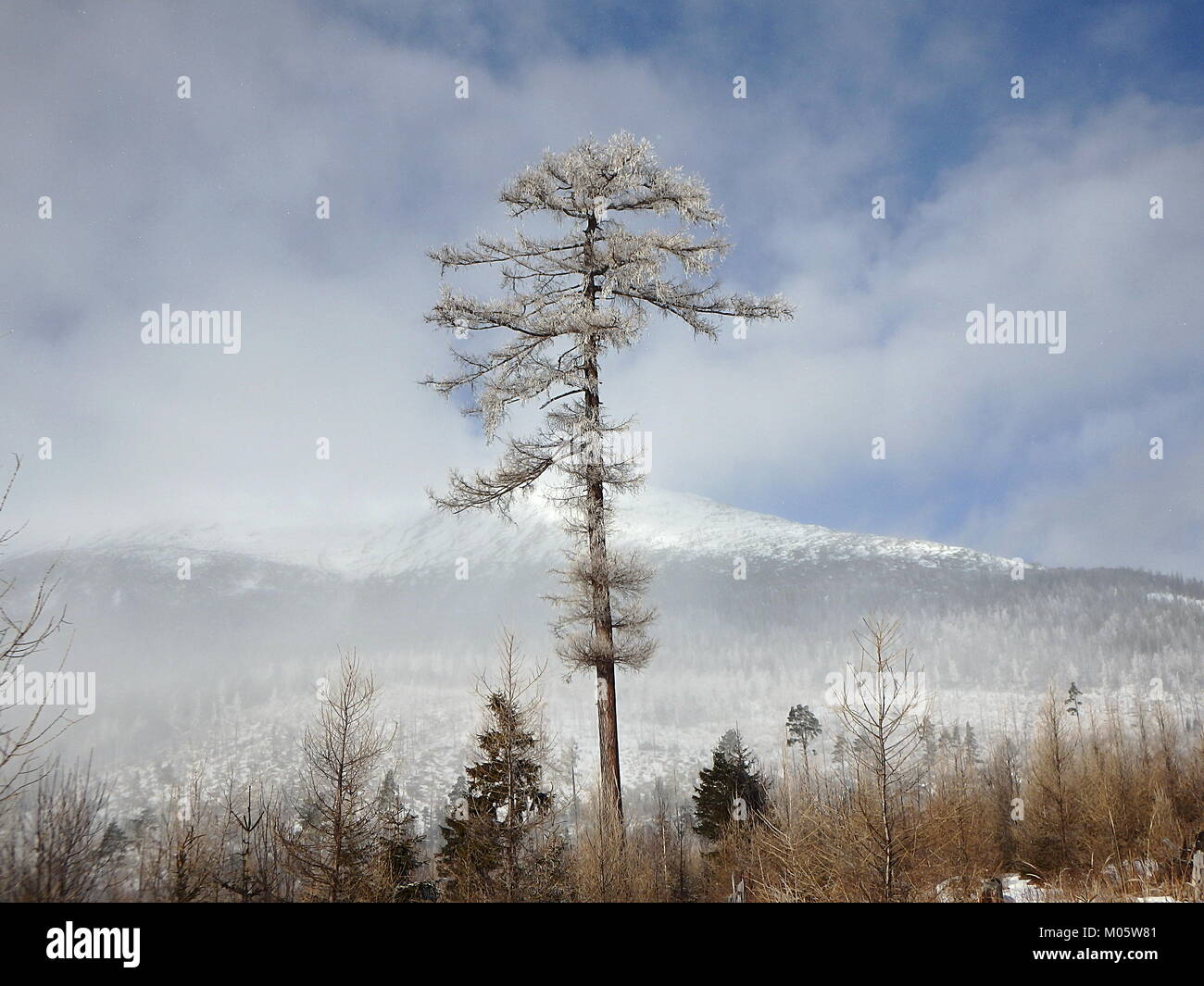Larix decidua branch with snow hi-res stock photography and images - Alamy