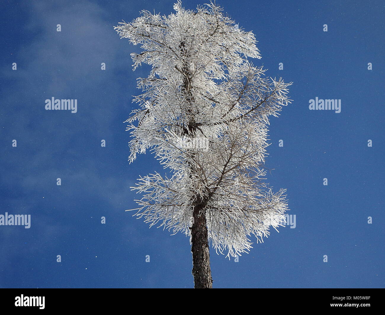Larch tree - winter nature, (Larix decidua Stock Photo - Alamy