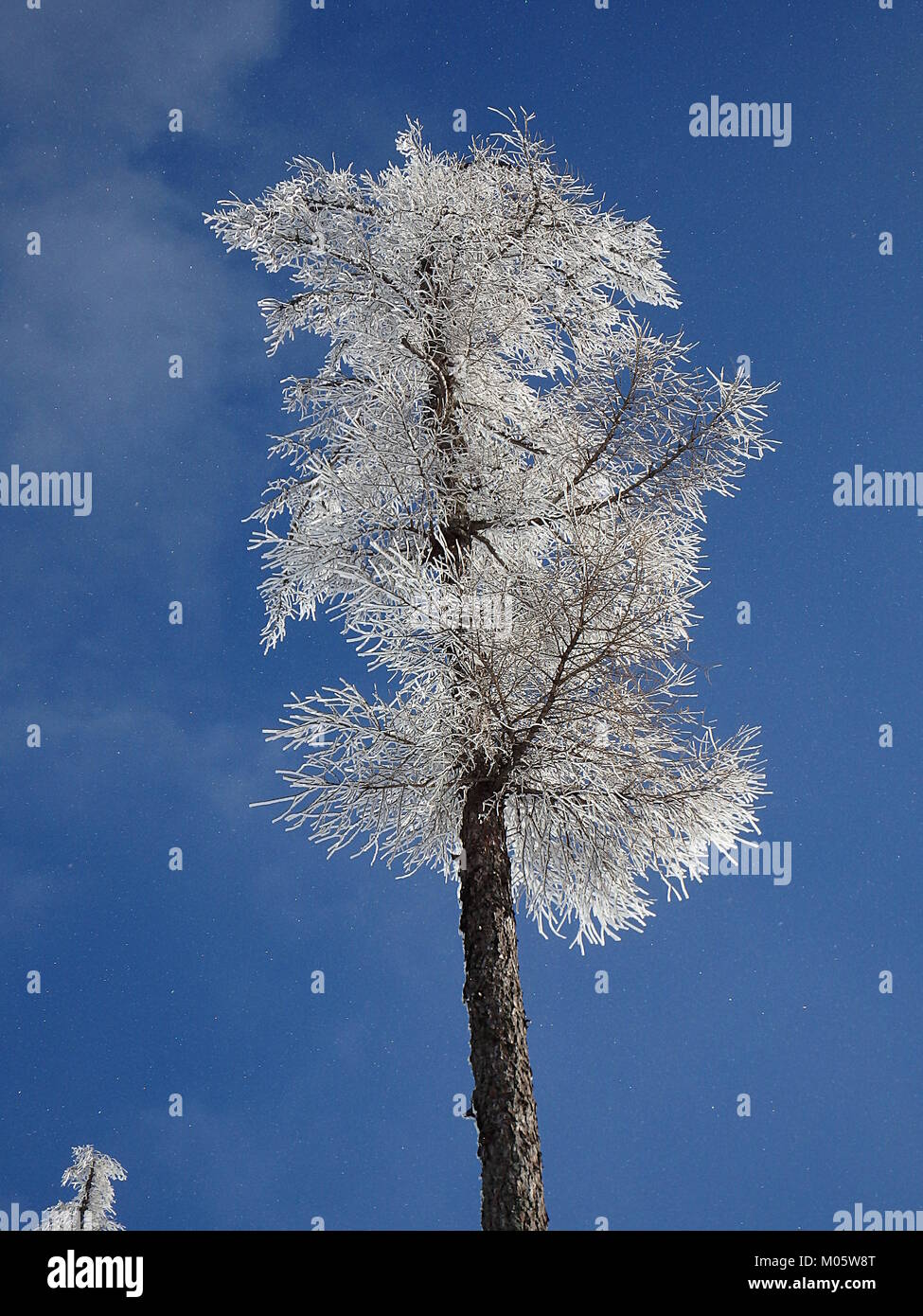 Larch tree - winter nature, (Larix decidua Stock Photo - Alamy