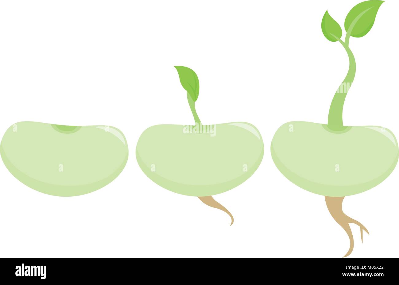 Growing bean sprouts. Vector illustration Stock Vector Image & Art - Alamy