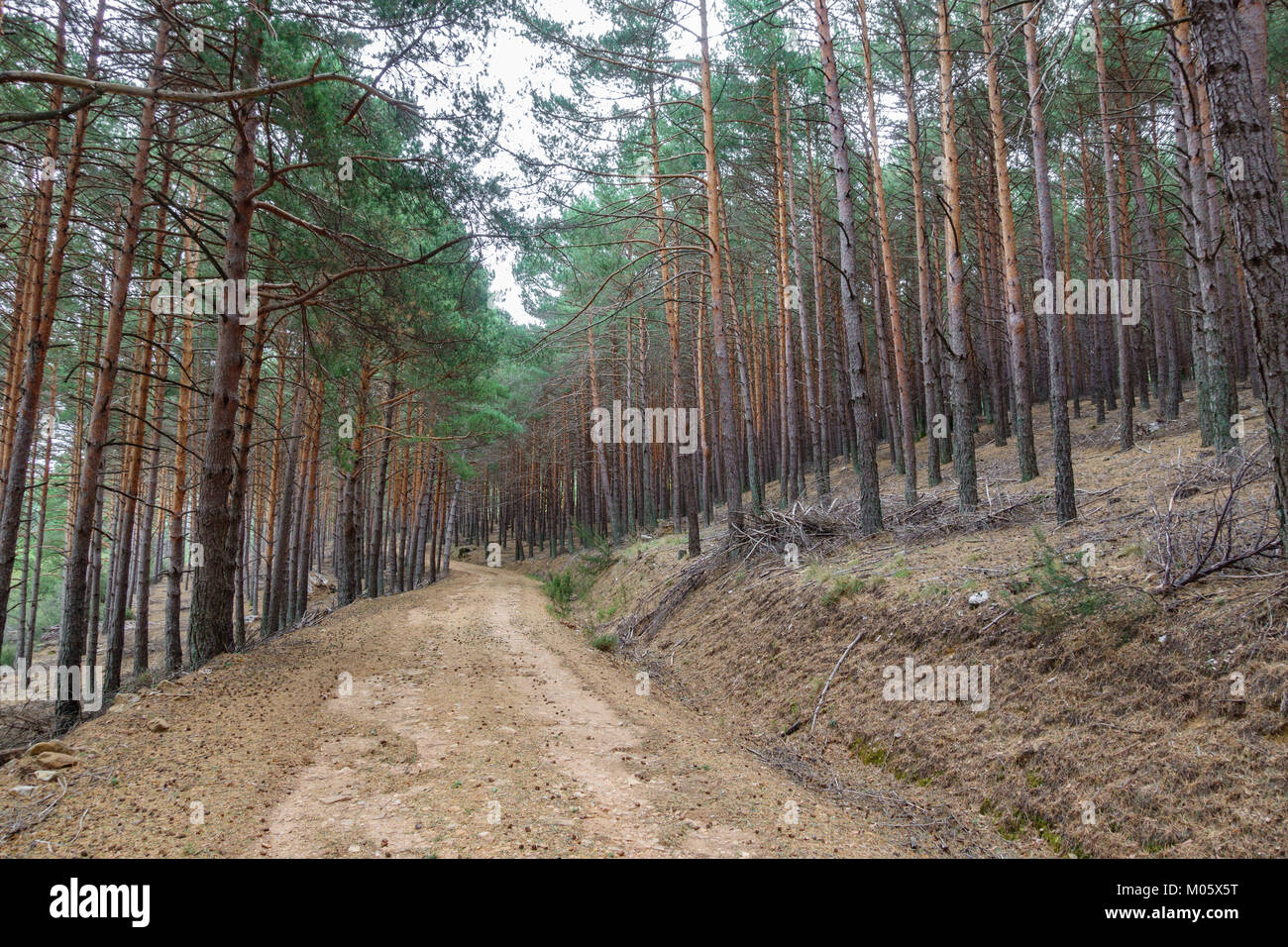 Pine tree forest and track Stock Photo - Alamy