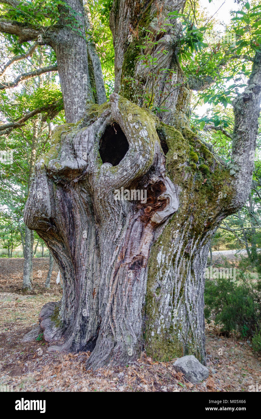 Huge chestnut tree trunk Stock Photo - Alamy