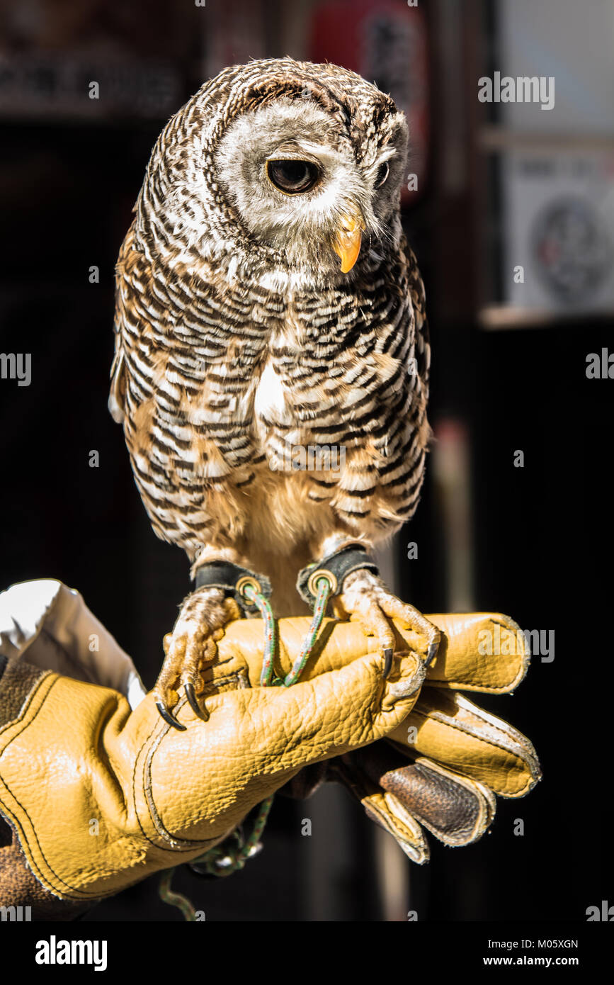 Owl Perched on Hand Stock Photo - Alamy