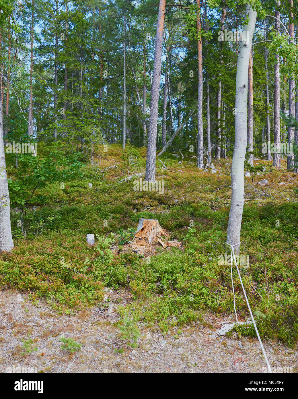Forest scene, Ljustero, Stockholm County, Sweden, Scandinavia Stock ...