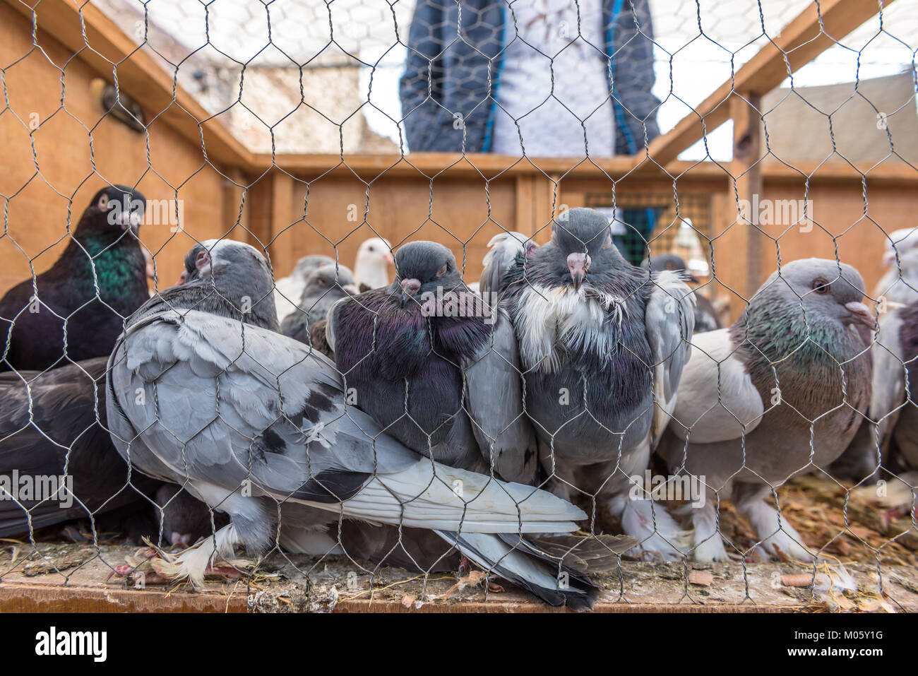 Live pigeons kept in cages and exhibited for sale at Pigeon Bazaar in ...