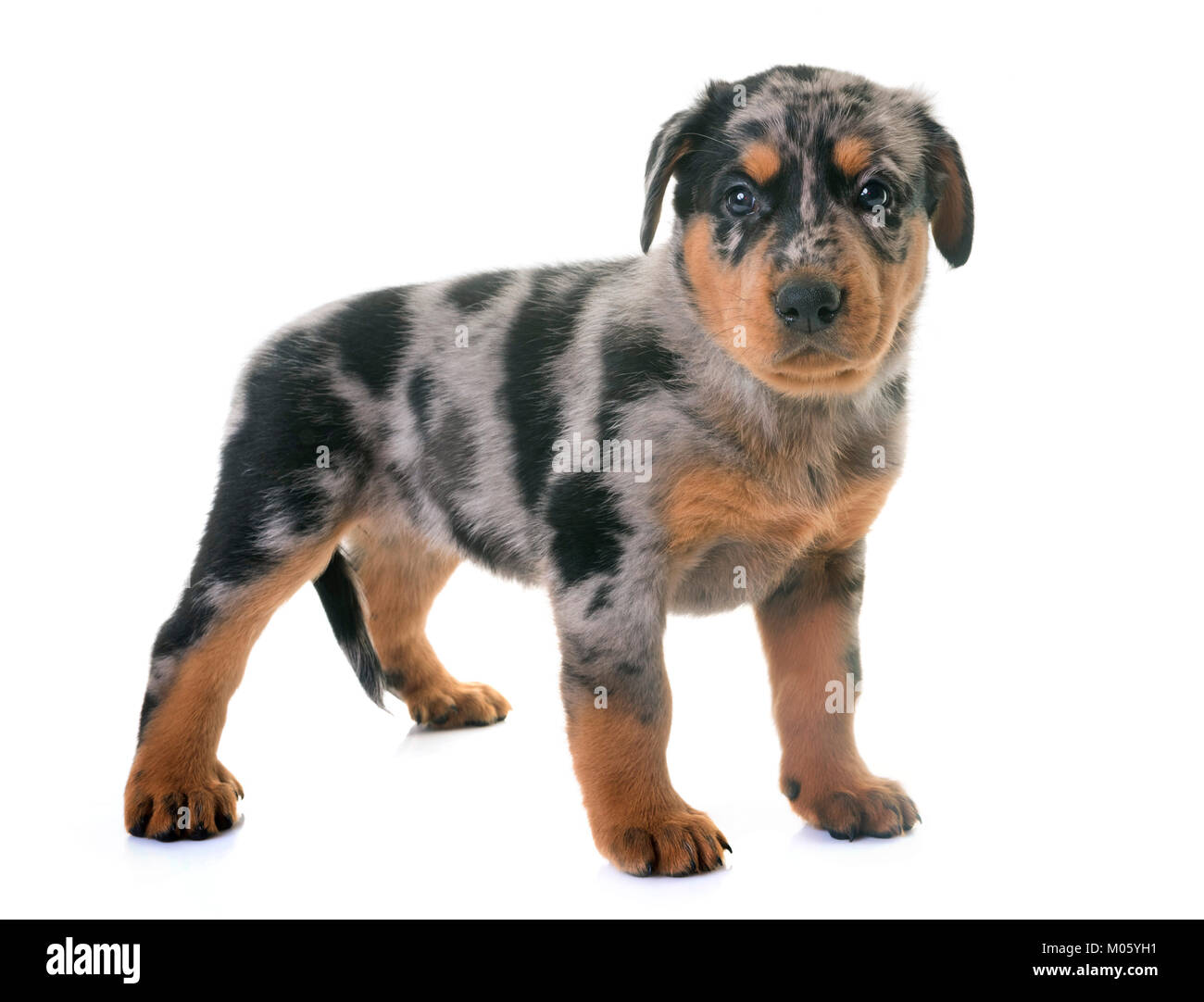 puppy beauceron in front of white background Stock Photo - Alamy
