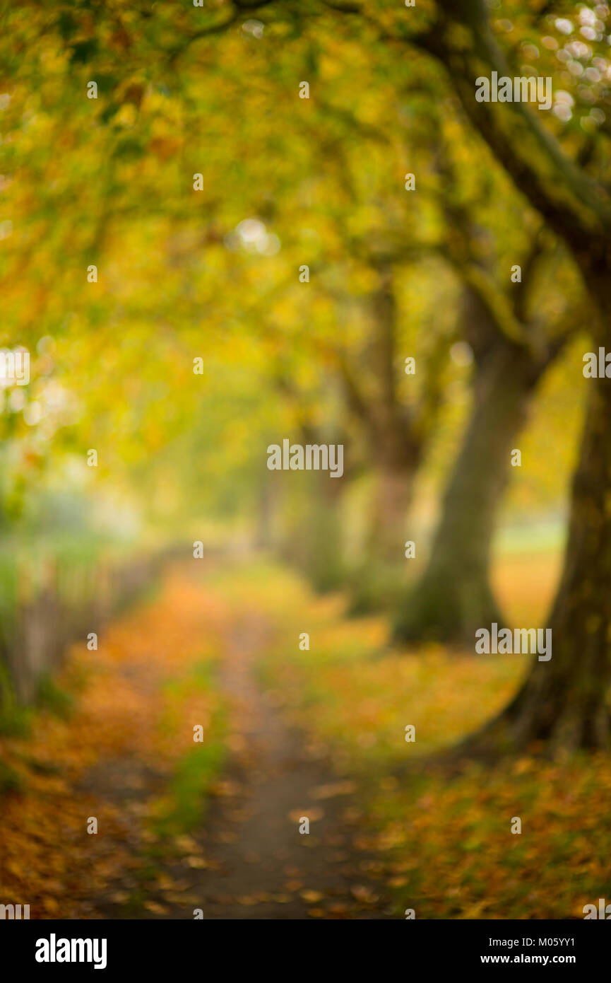 Scenic defocus view of tree-lined path with colorful fall foliage on a ...
