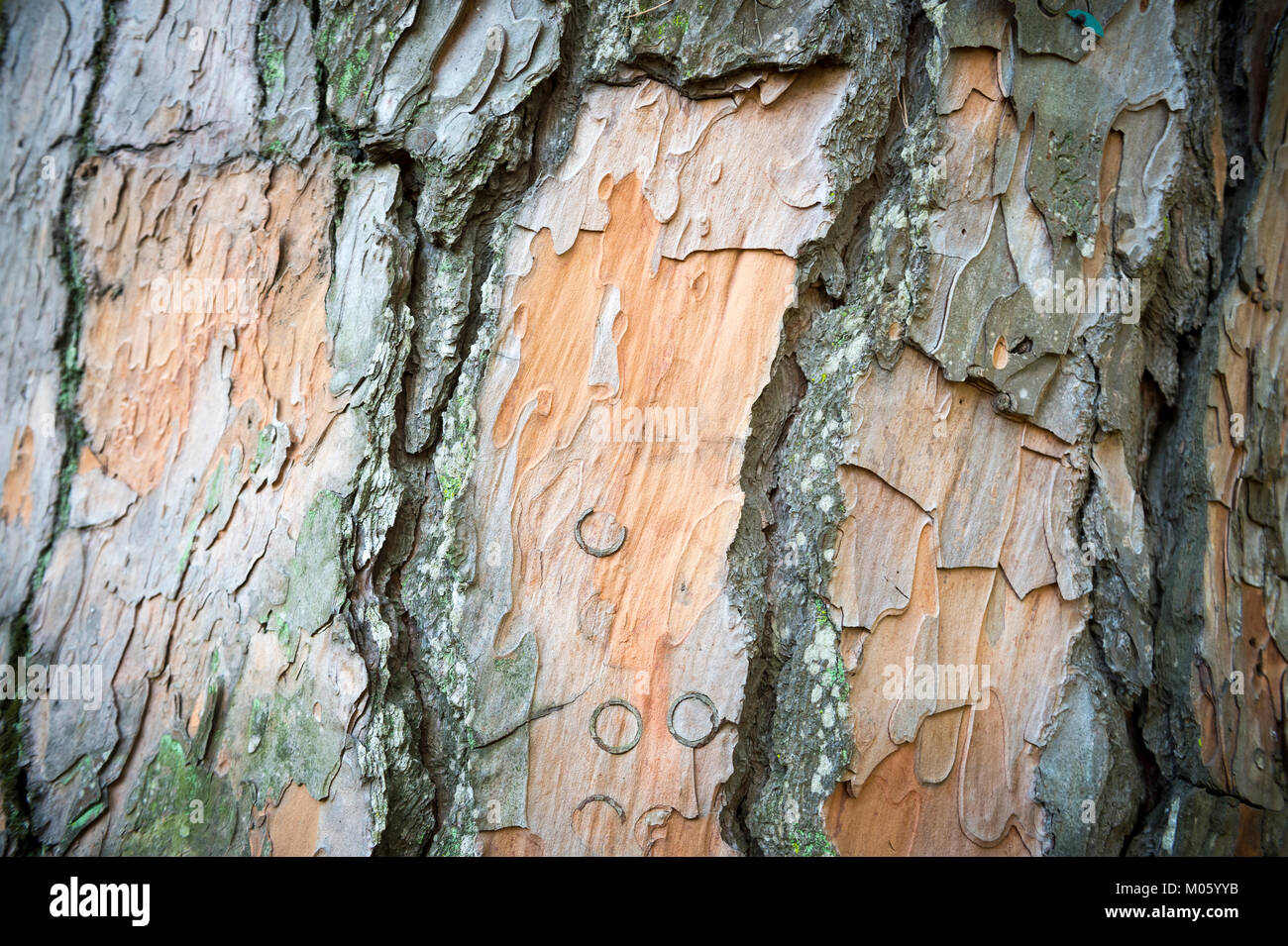 Full frame close up of the textured bark of an old-growth pine tropical ...