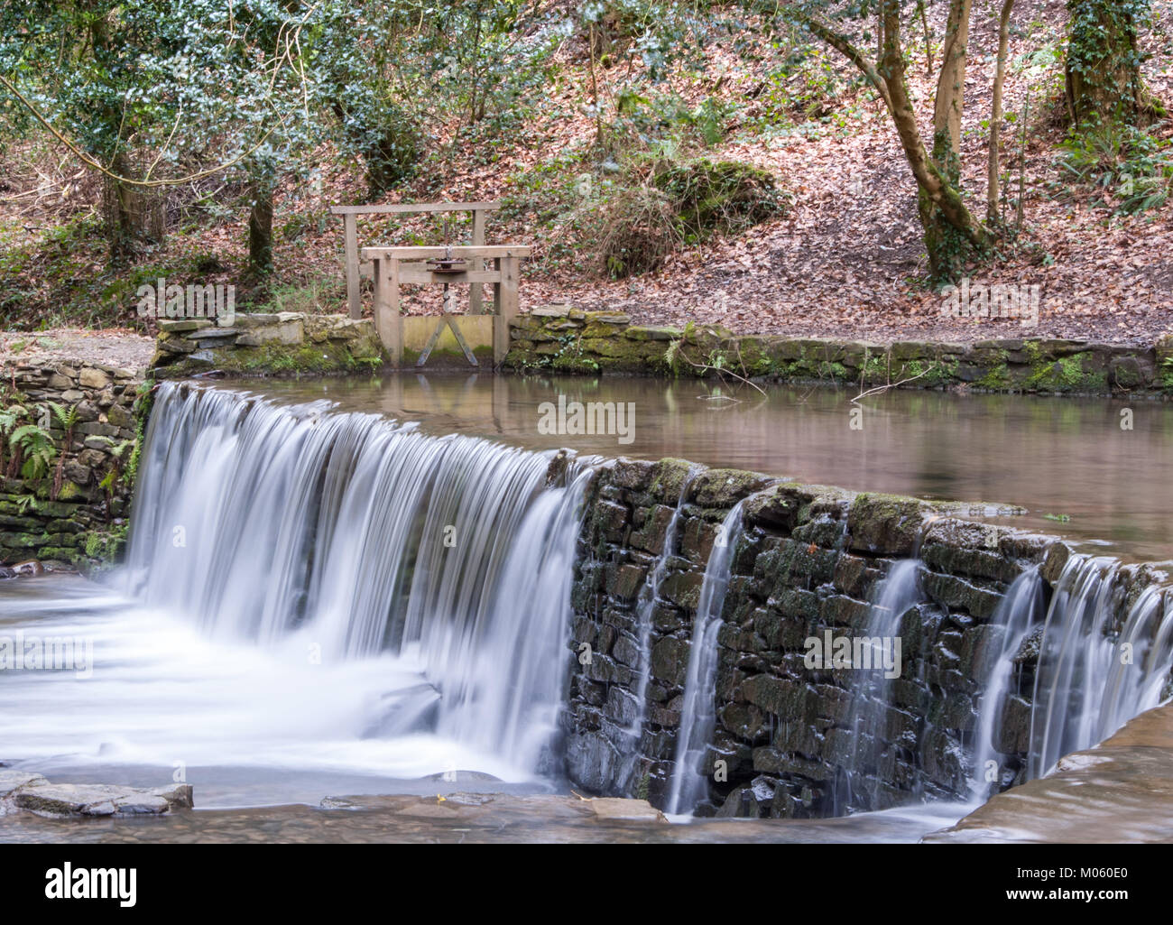 The stream feeding the old stewpond and weir at Cotehele in Cornwall ...