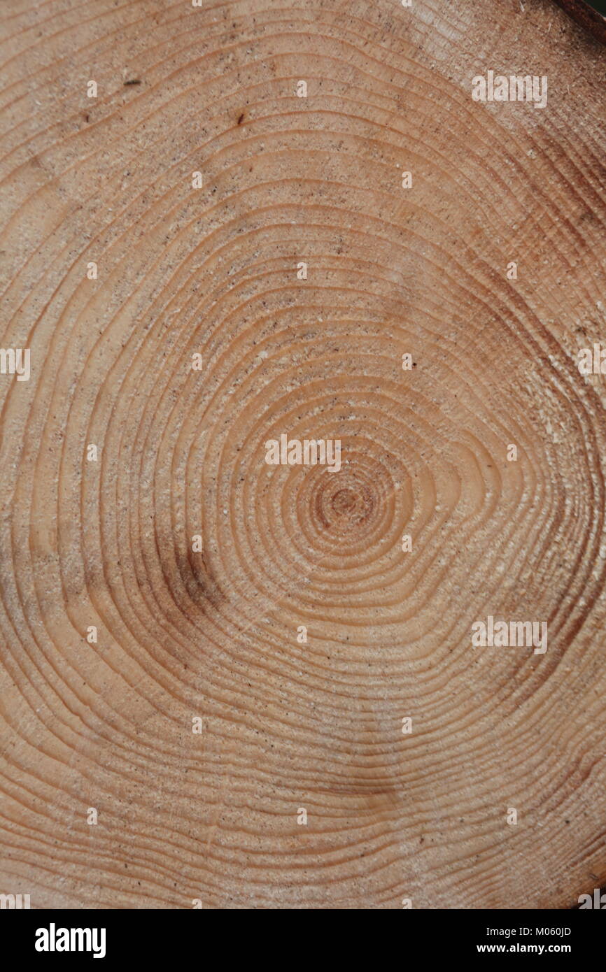 Brown Rings of the tree Stock Photo - Alamy