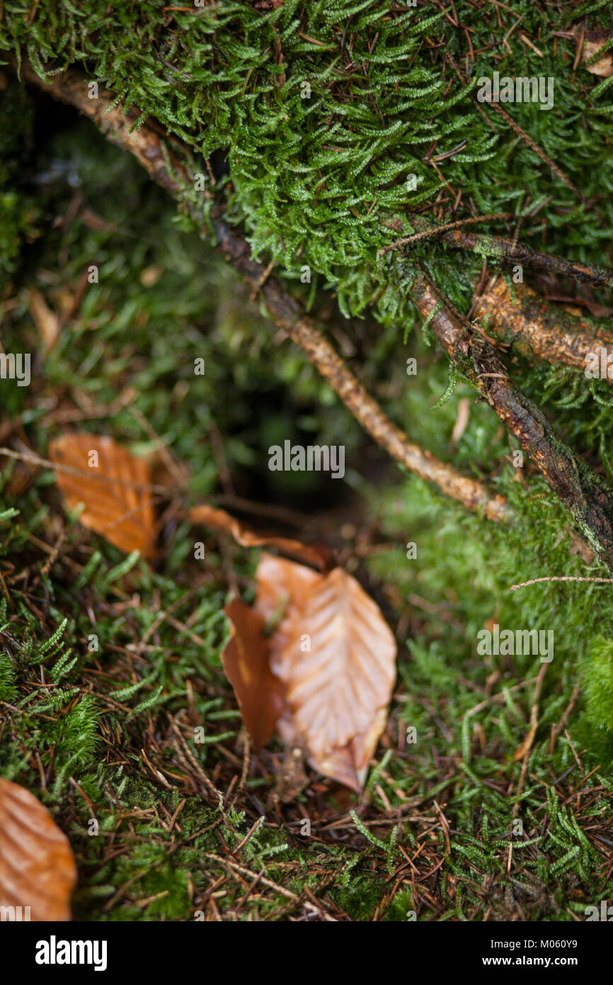 Subsoil green hi-res stock photography and images - Alamy
