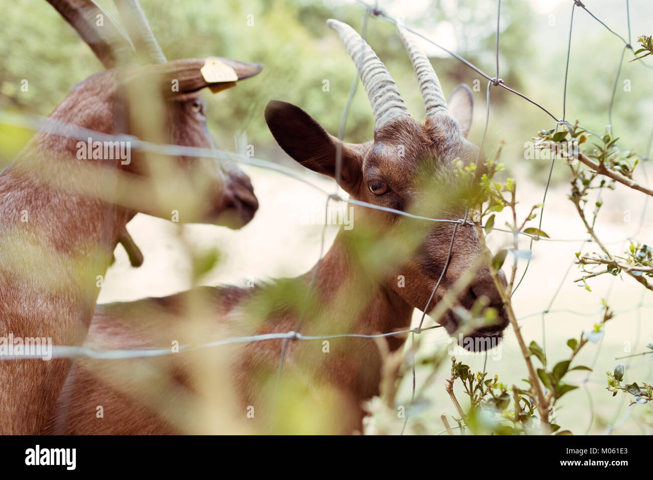 Goat standing eating leaves from hi-res stock photography and images ...