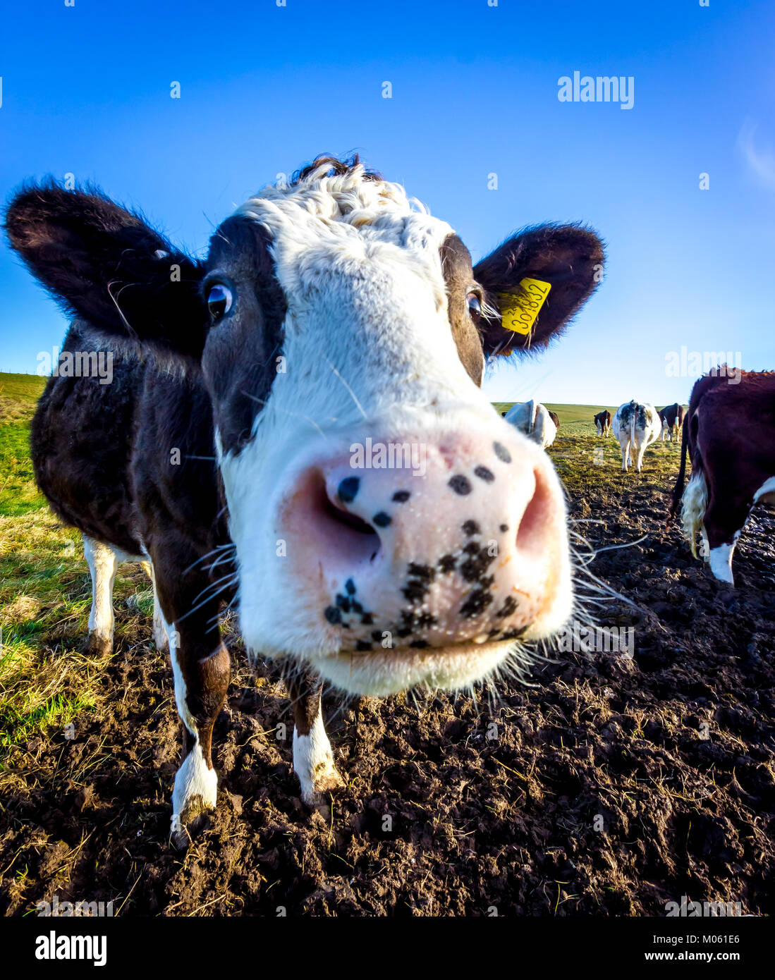 Close up of Cows face through wide angle lens Stock Photo - Alamy