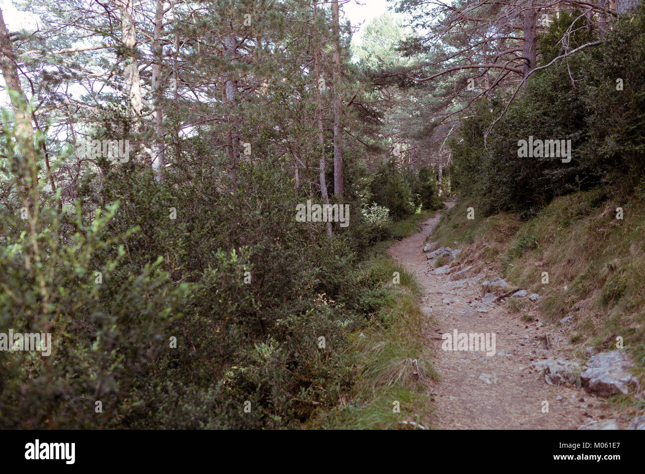Narrow path through the grass hi-res stock photography and images - Alamy