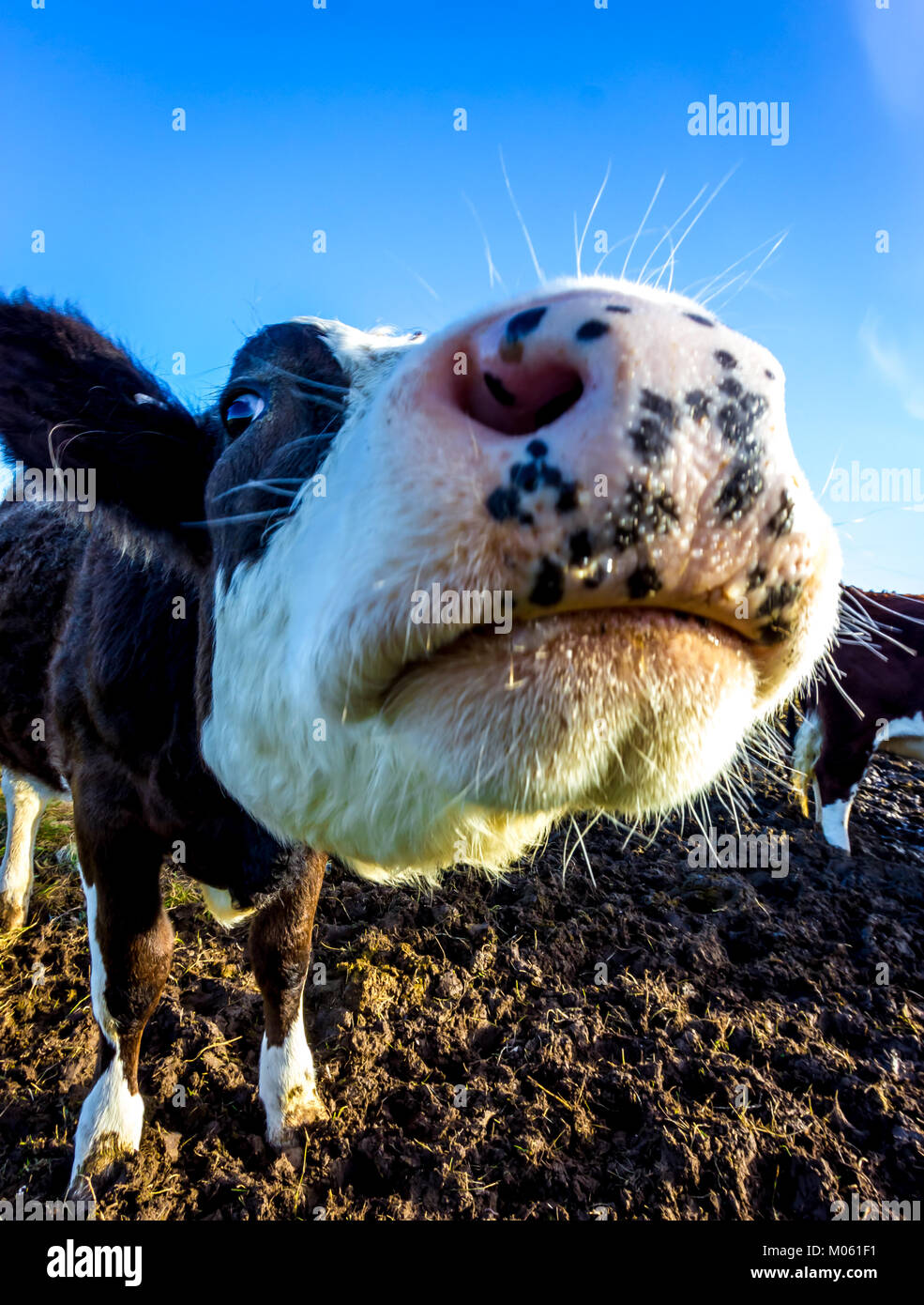 Close up of Cows face through wide angle lens Stock Photo - Alamy