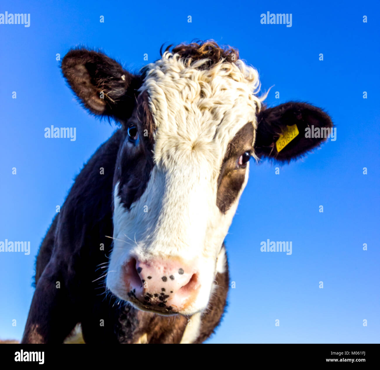 Close up of Cows face through wide angle lens Stock Photo - Alamy