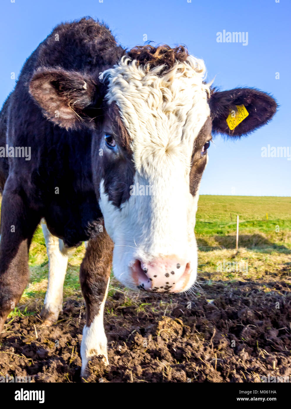 Close up of Cows face through wide angle lens Stock Photo - Alamy