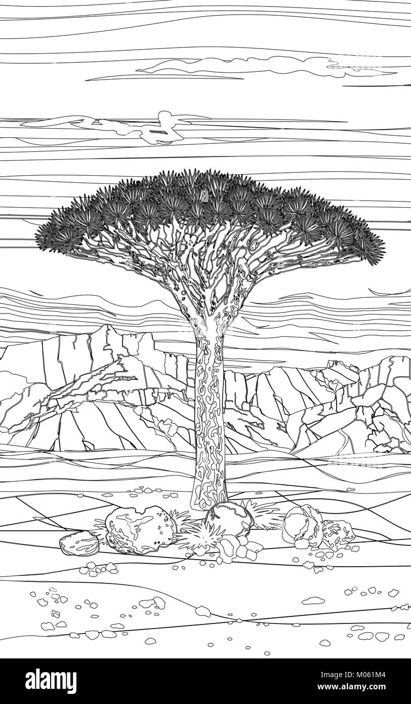 Socotra island plants hi-res stock photography and images - Alamy