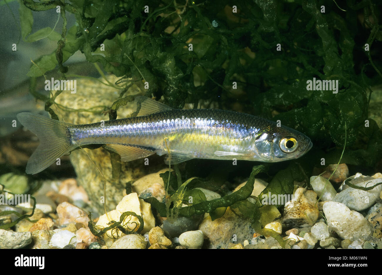Moderlieschen, Leucaspius delineatus, Malinchen, Modke, Mutterloseken ...