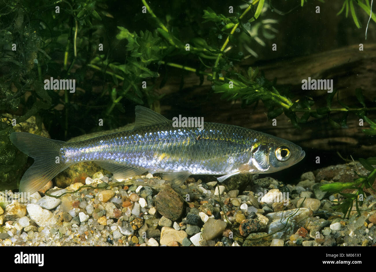 Moderlieschen, Leucaspius delineatus, Malinchen, Modke, Mutterloseken ...