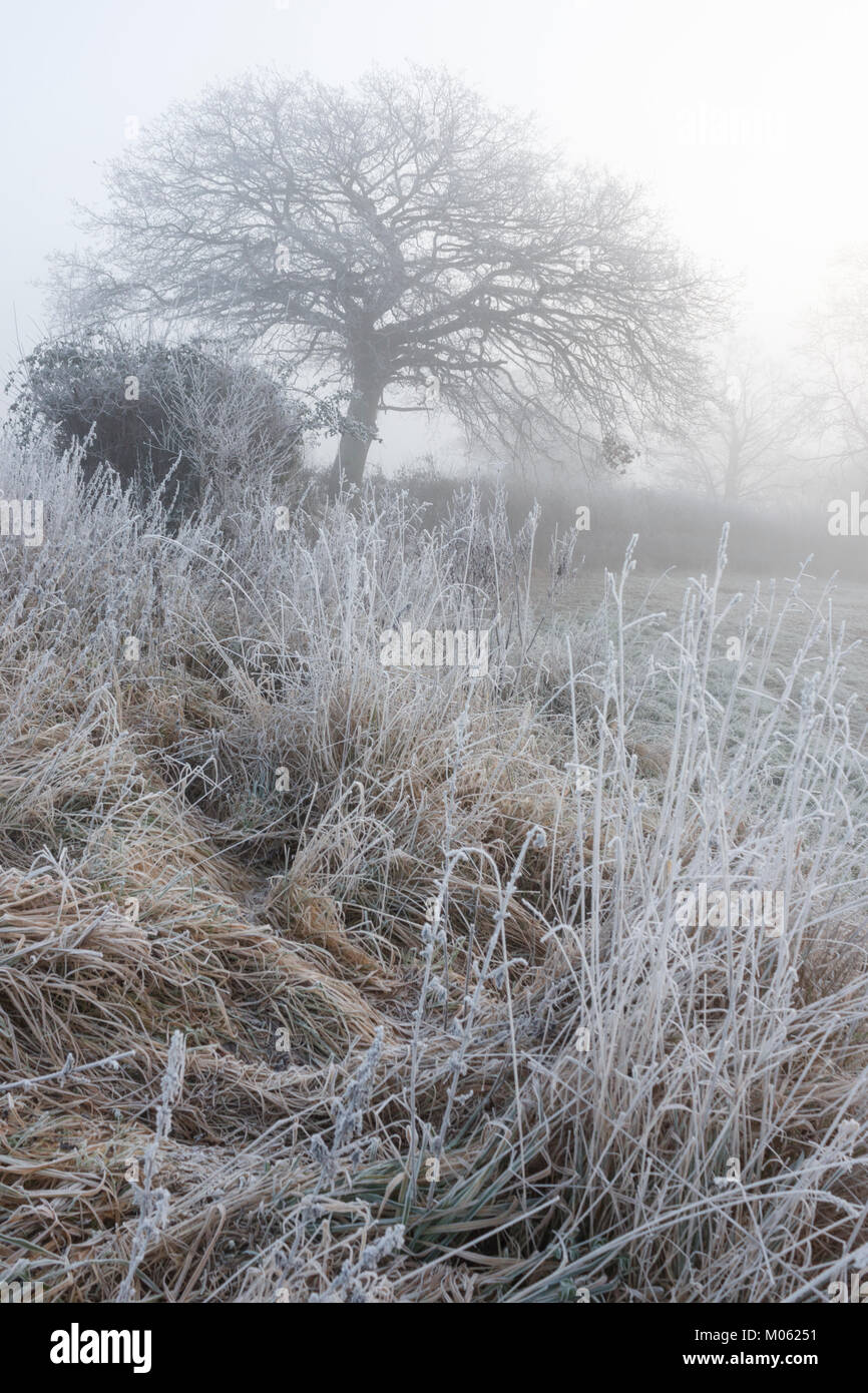 Oak tree in winter Stock Photo - Alamy