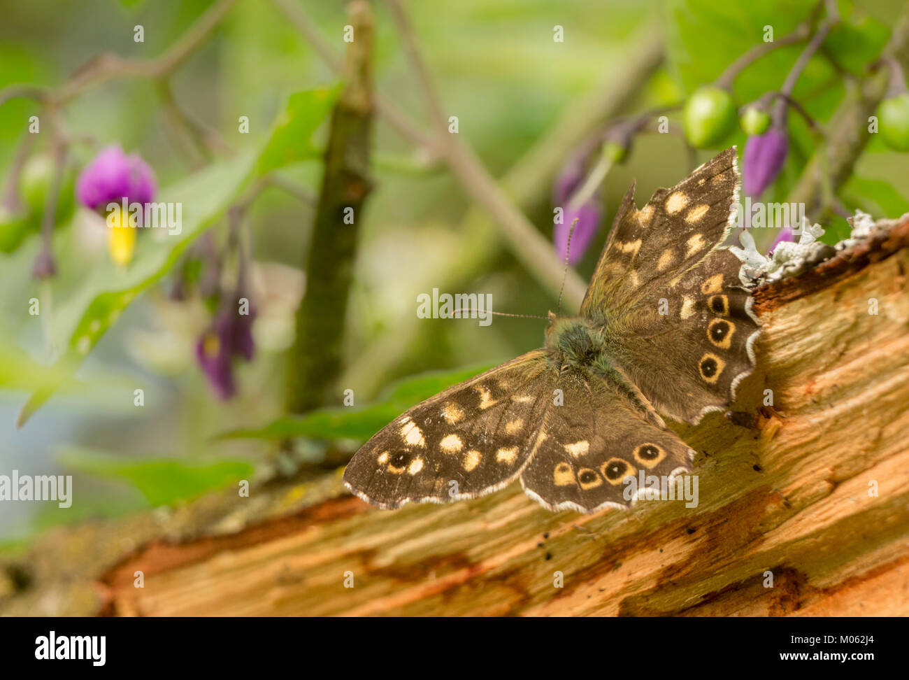 Speckled Wood butterfly (Pararge aegeria) beside Woody Nightshade Stock ...