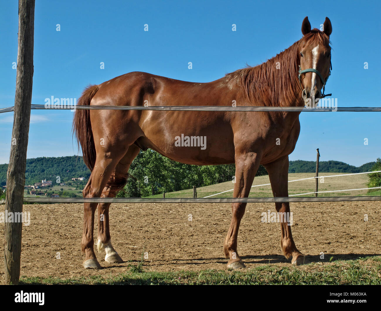 horse in a corral, tonco, Monferrato, Piedmont, Italy Stock Photo - Alamy