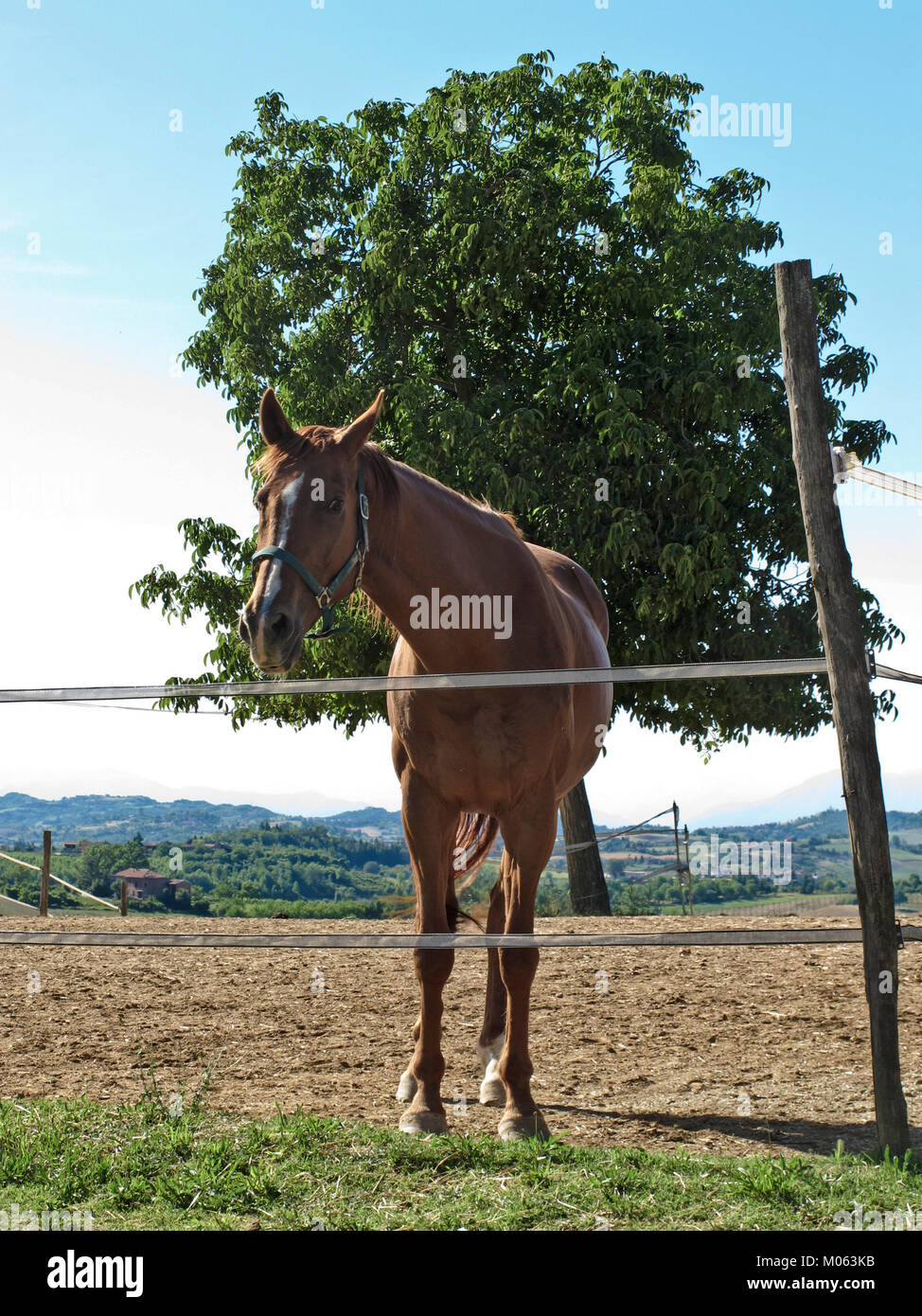 horse in a corral, tonco, Monferrato, Piedmont, Italy Stock Photo - Alamy