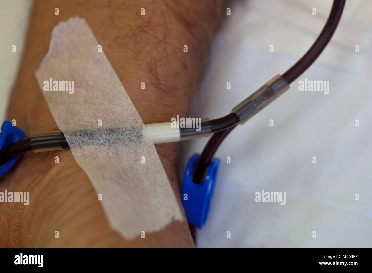 blood donor, transfusion center, hospital in Casale Monferrato ...
