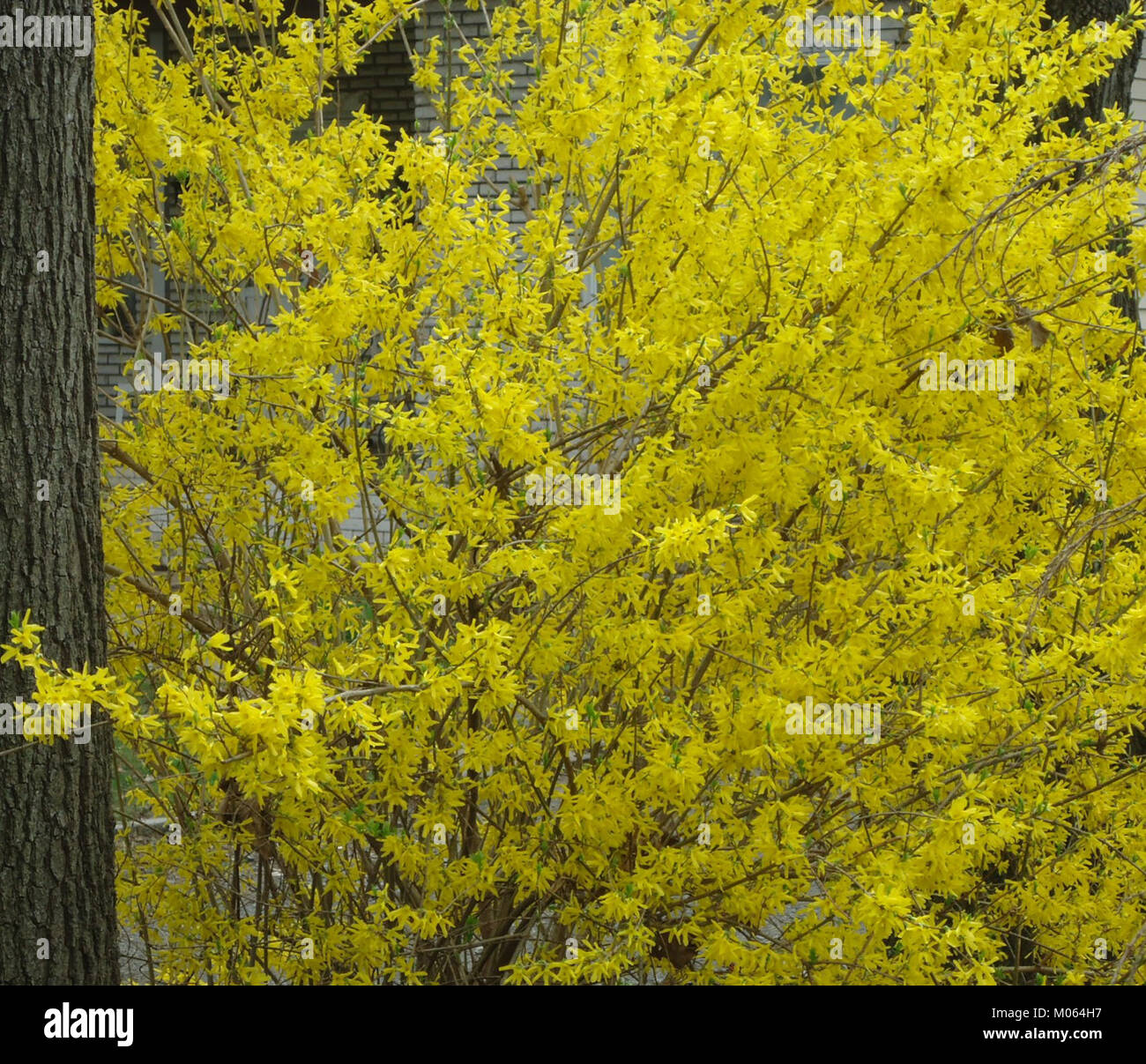 This image depicts a bush in full bloom next to a tree in New Jersey ...