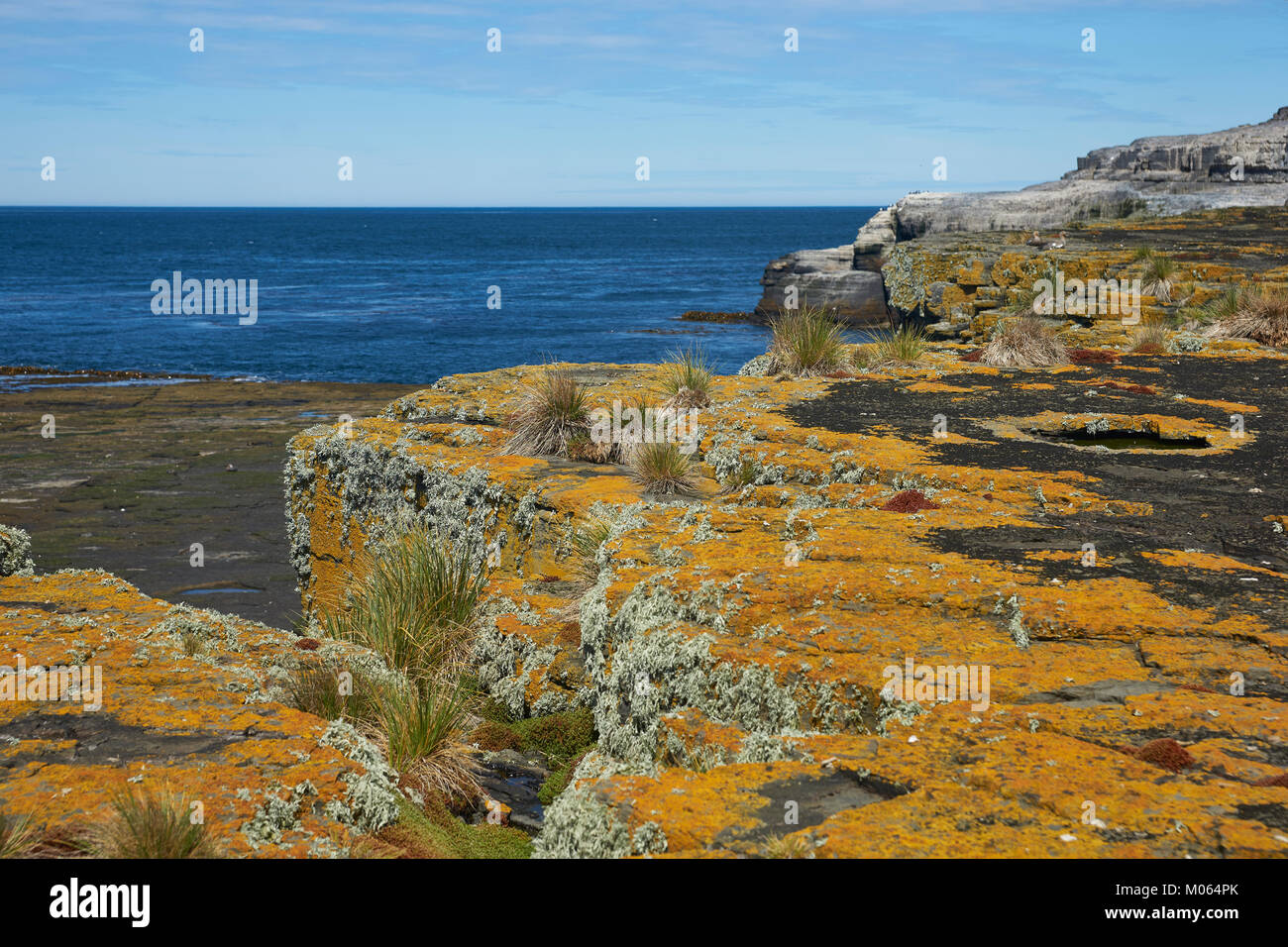 Colourful lichens and plants covering the rocky coastline of Bleaker ...
