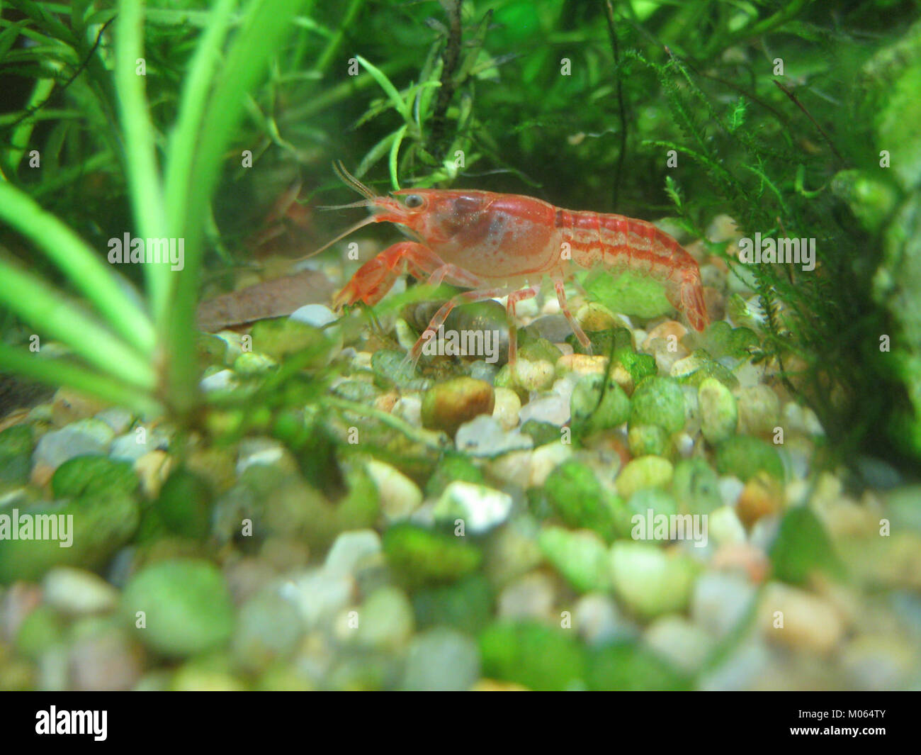 Cambarellus patzcuarensis, commonly known as the Mexican Dwarf Crayfish ...