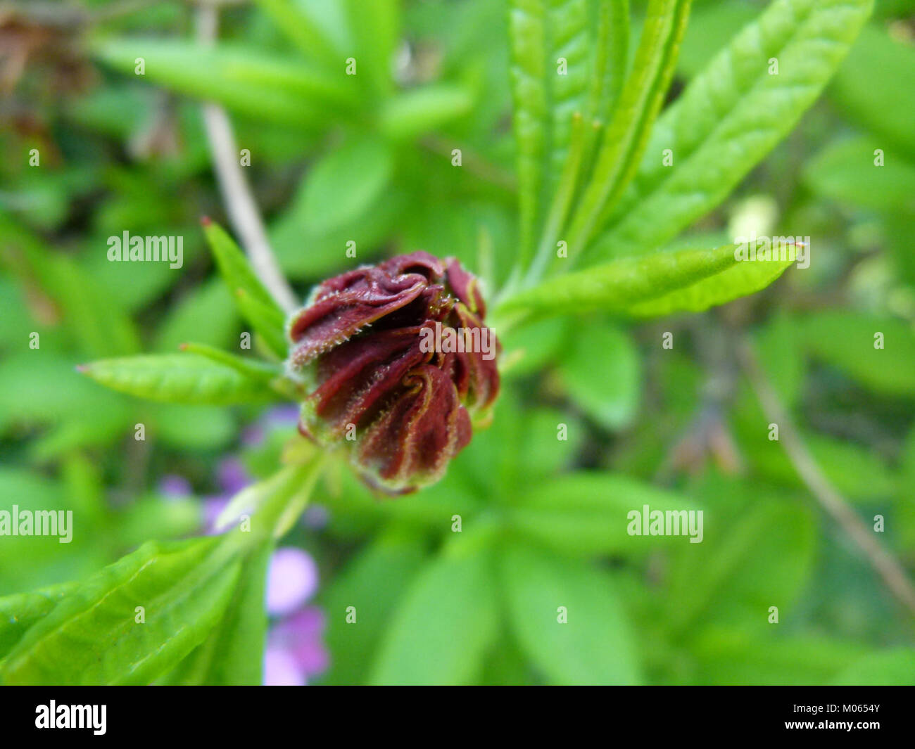 De fleur hi-res stock photography and images - Alamy