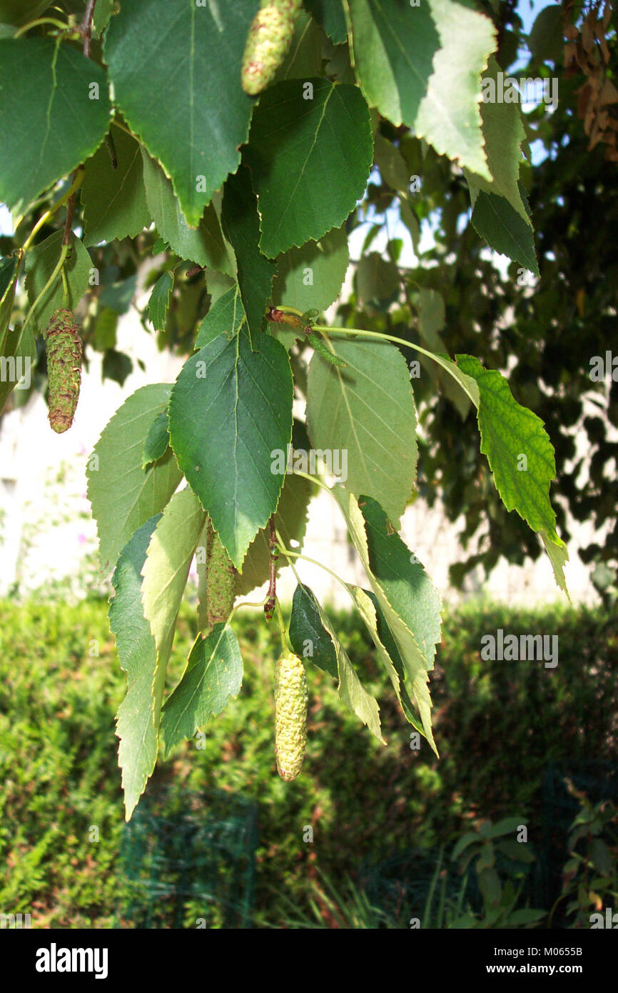 Bouleau (4) is an image or depiction featuring a birch tree (Bouleau in ...