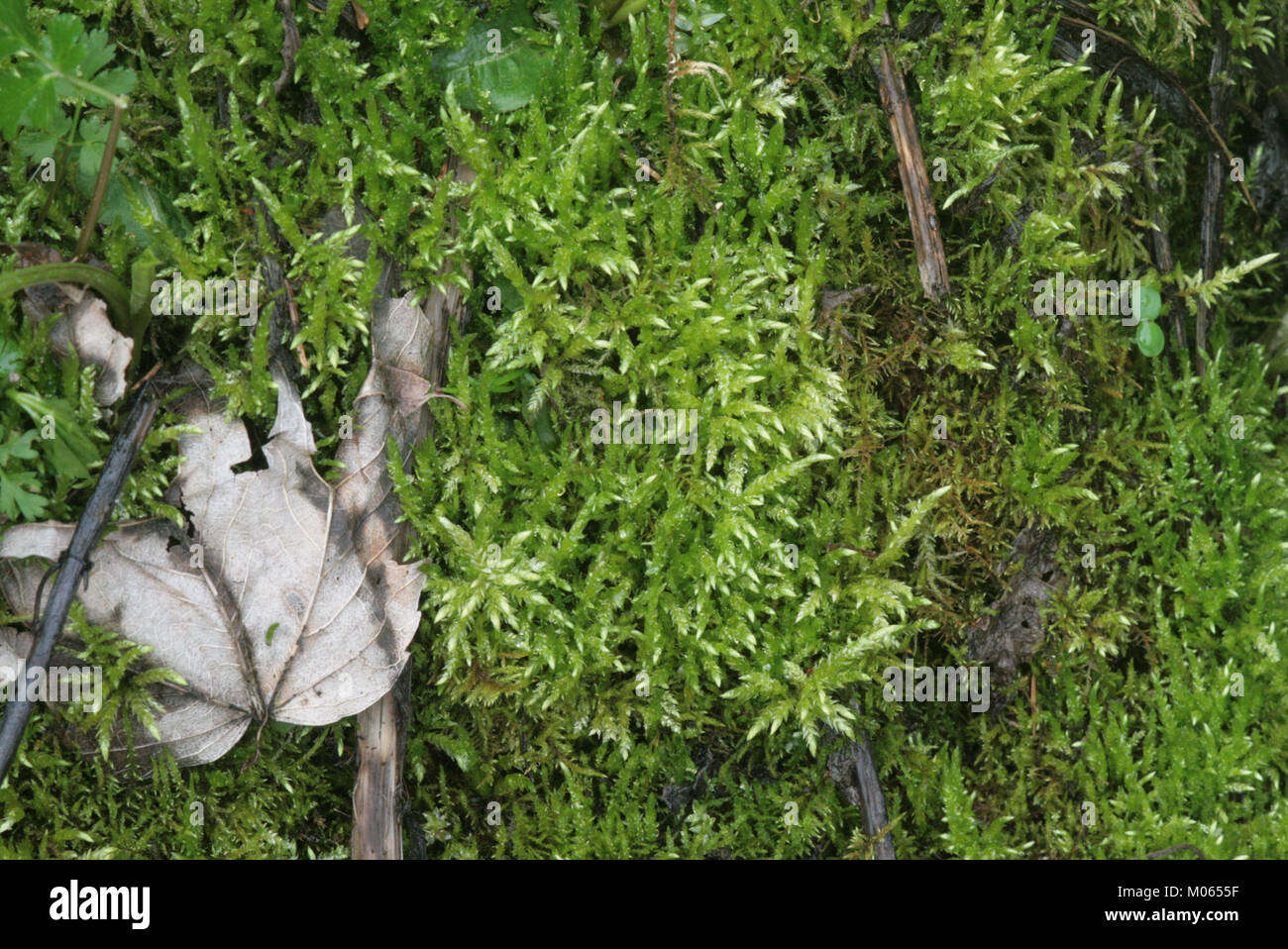 Brachythecium rivulare is a species of moss that typically grows in ...