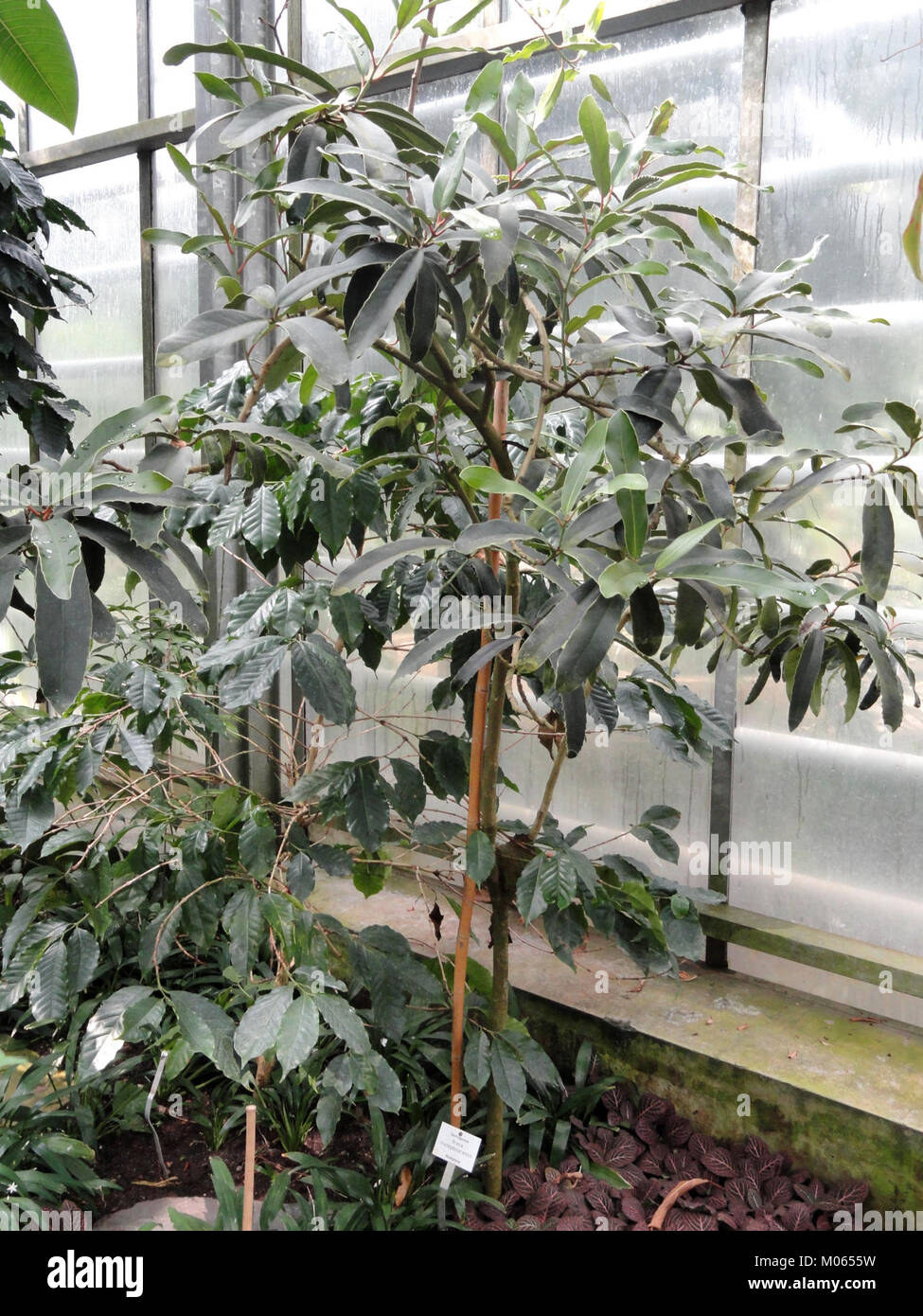 Brexia madagascariensis is a plant species native to Madagascar ...