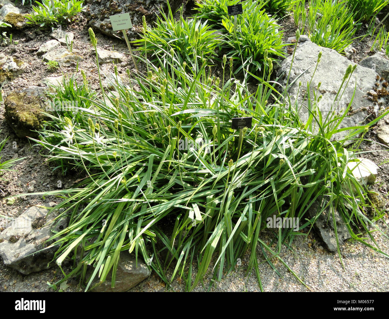 Camassia leichtlinii, commonly known as the Great Camas, is a flowering ...