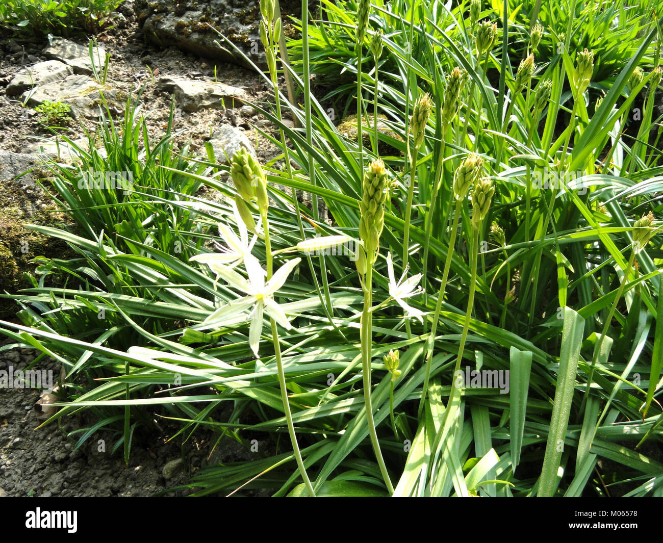 Well moist soils hi-res stock photography and images - Alamy