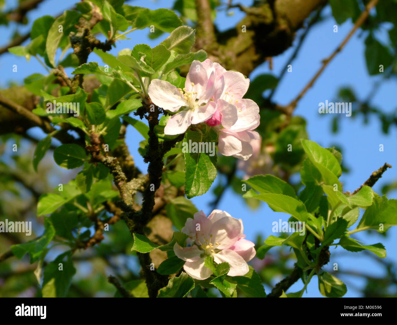 Branche de pommier en fleurs Stock Photo - Alamy
