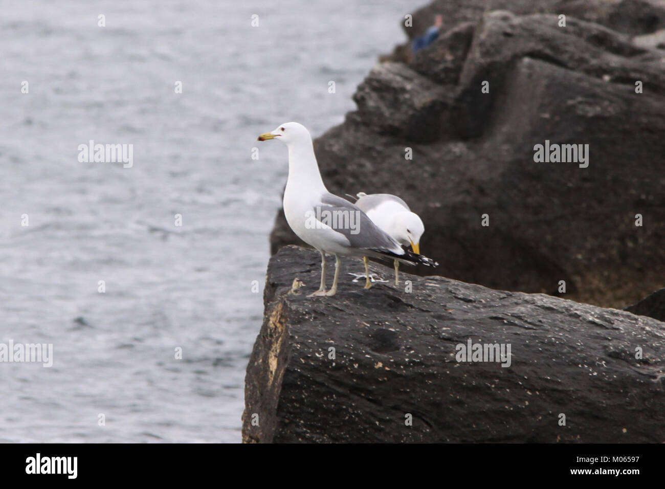 Barabensis High Resolution Stock Photography and Images - Alamy