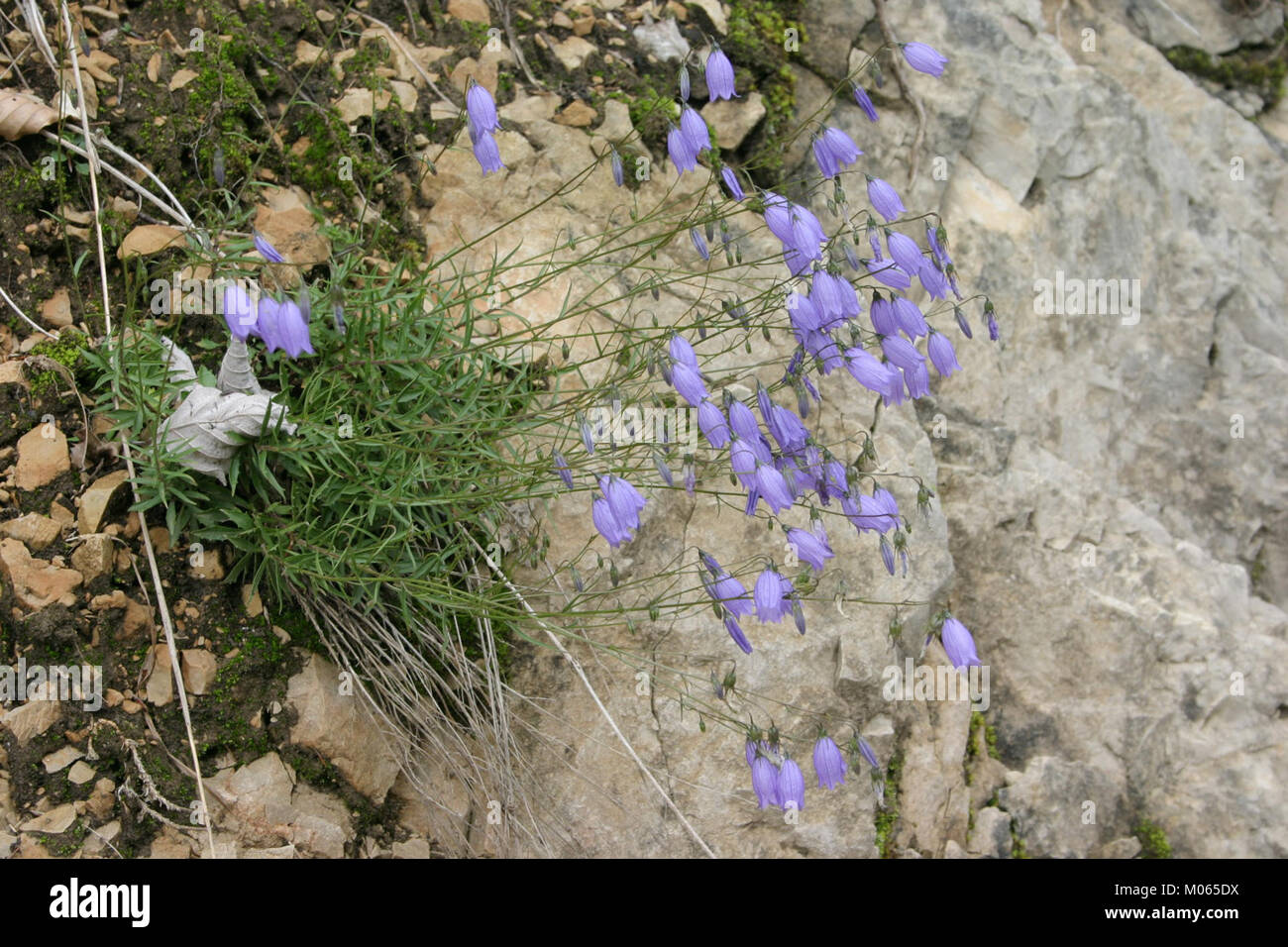 An image of *Campanula cespitosa*, commonly known as the tufted ...