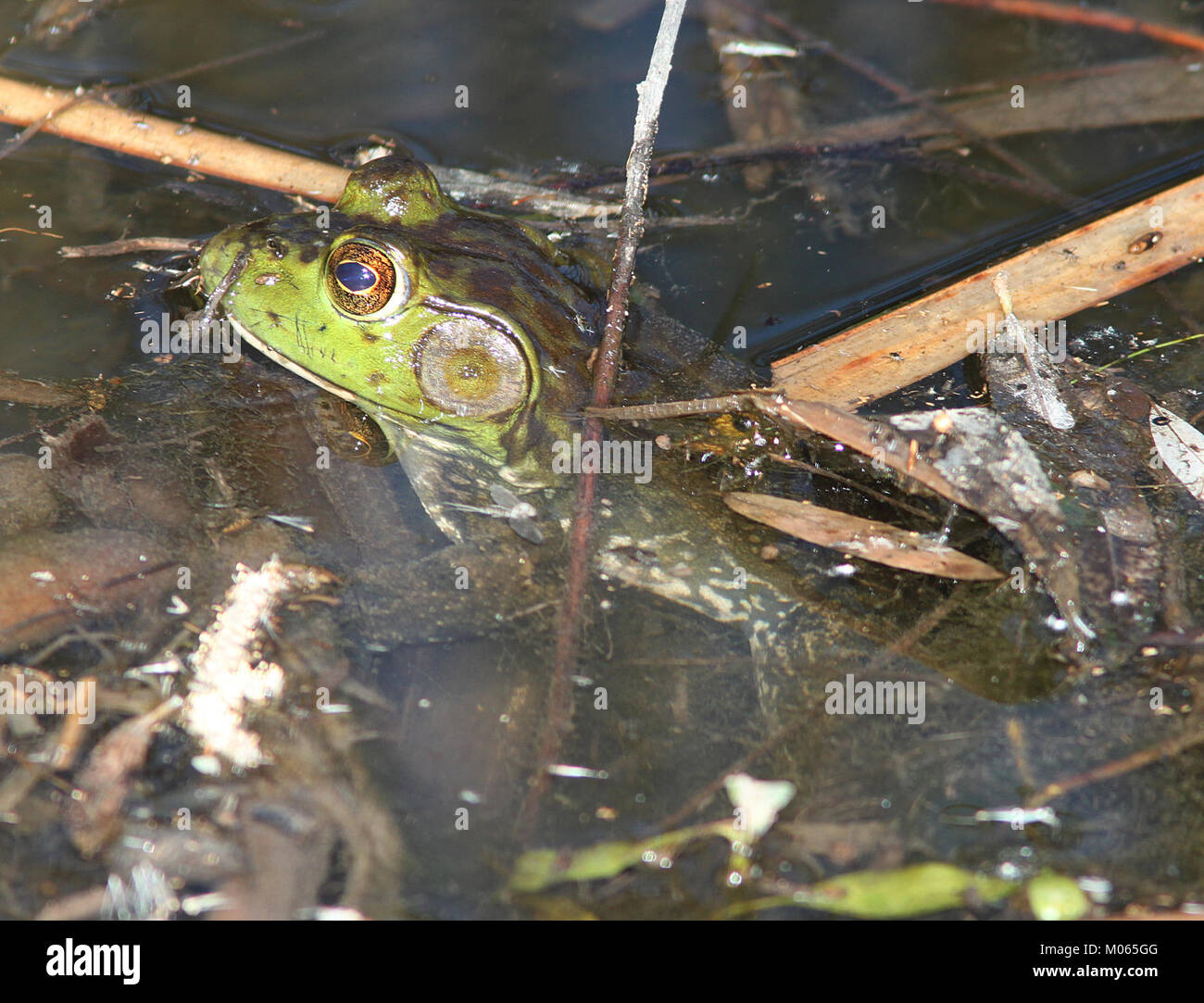 Bullfrog (Rana catesbeiana) at Patagonia Lake State Park, Arizona. This ...
