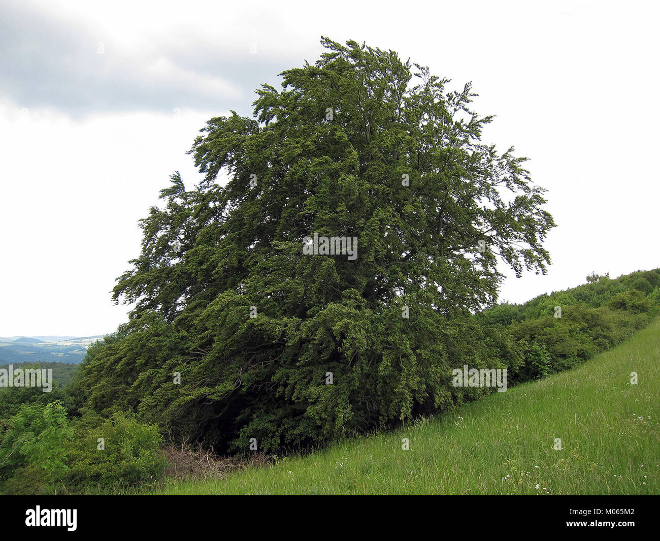 This image shows a tree (Buche) located at Pilsterkopf, a geographical ...