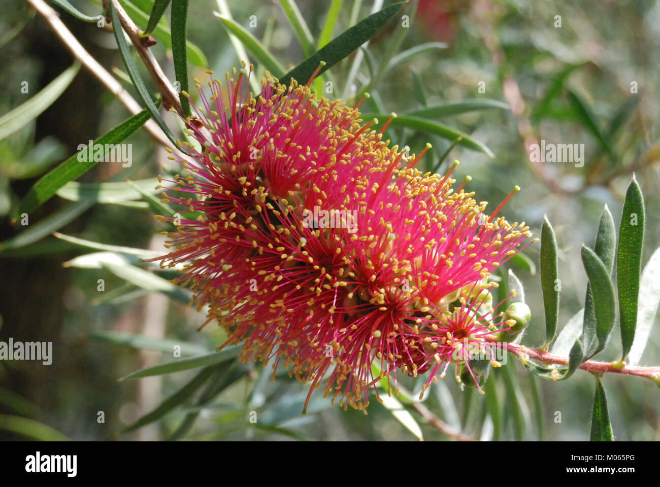 This image shows a pink bottlebrush plant, known for its distinctive ...