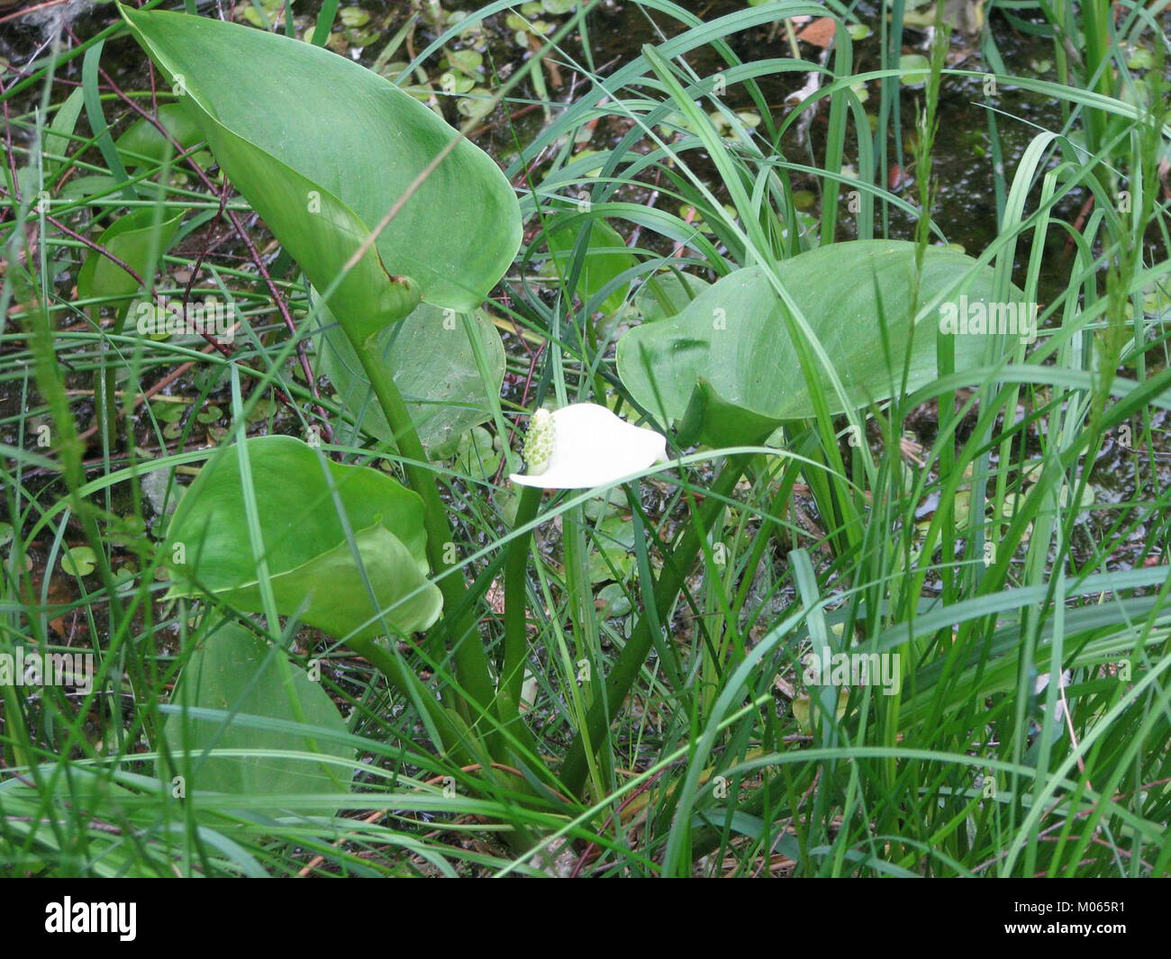 Commonly known as calla hi-res stock photography and images - Alamy